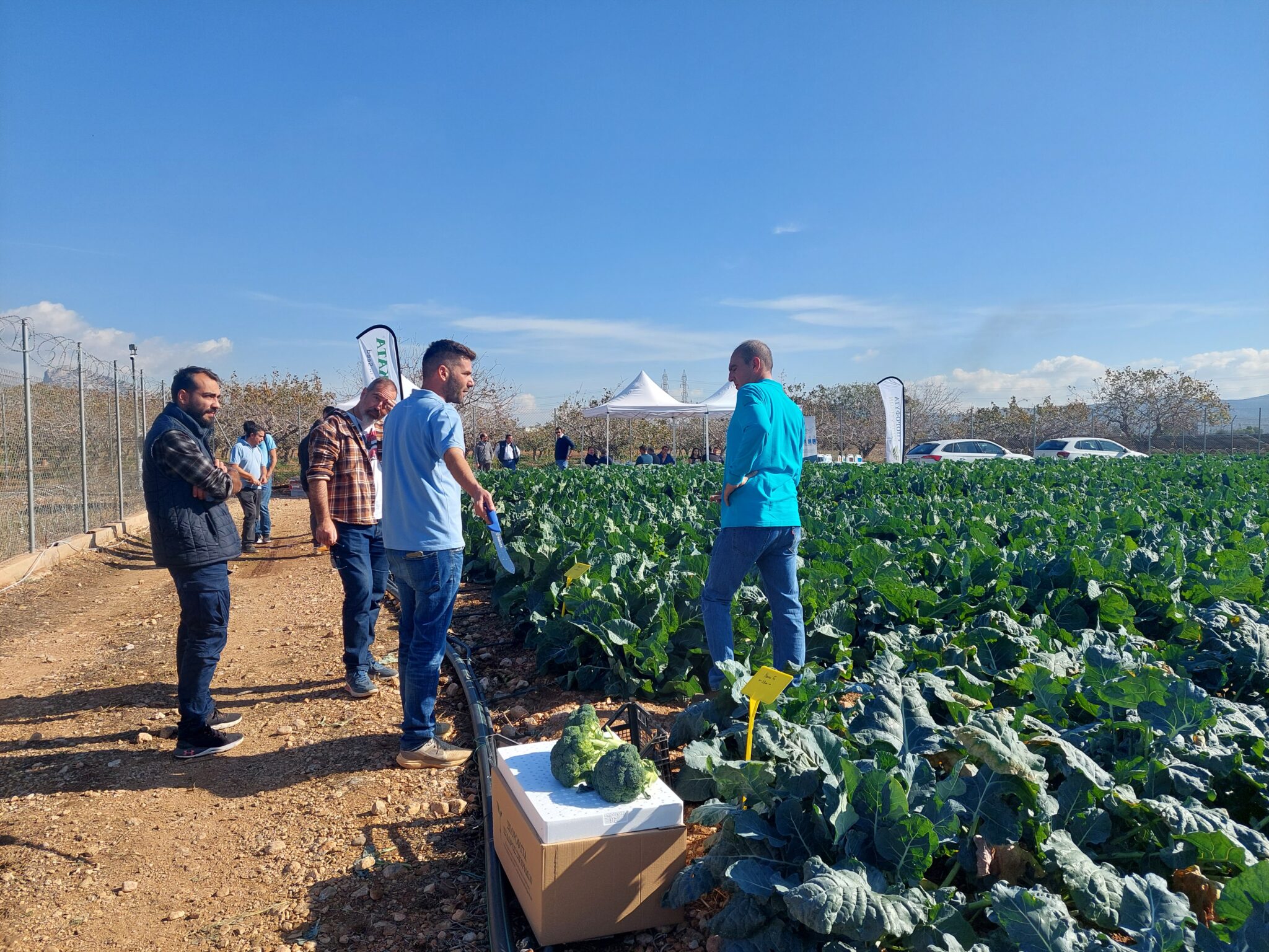 Πάθος για τον σπόρο στον επιδεικτικό αγρό SAKATA-ΚΑΡΒΕΛΑΣ στον ...